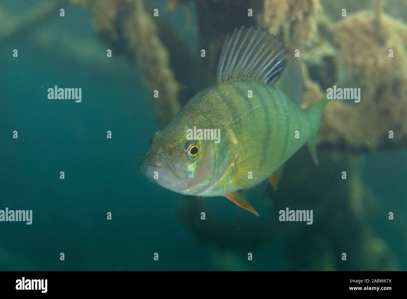 Perch Fish Underwater High Resolution Stock Photography and Images - Alamy