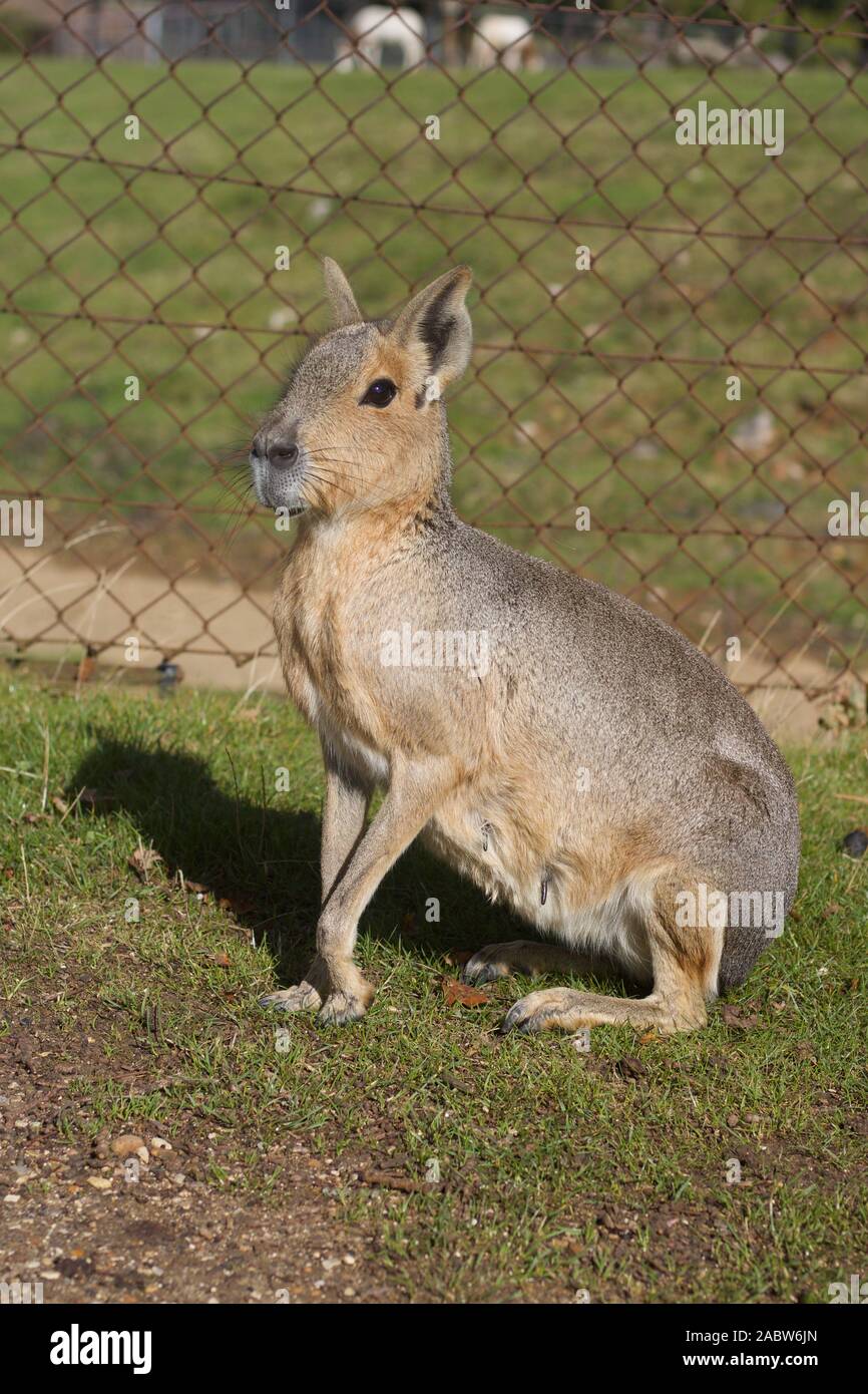 Cavy on the ground hi-res stock photography and images - Alamy