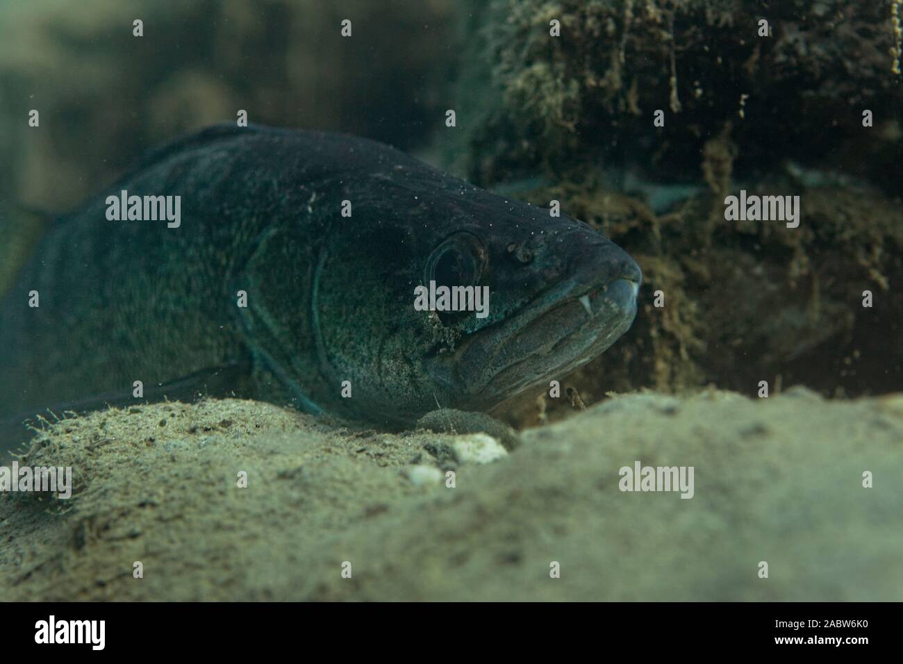 Underwater photo of the The common zingel (Zingel zingel) in Soderica ...