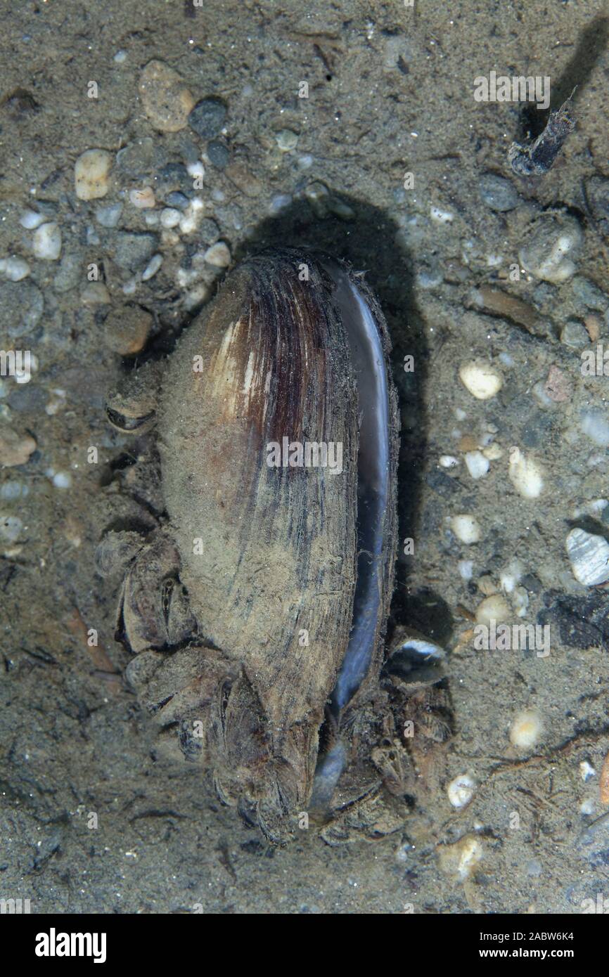 Freshwater shell from Soderica Lake, Croatia Stock Photo - Alamy