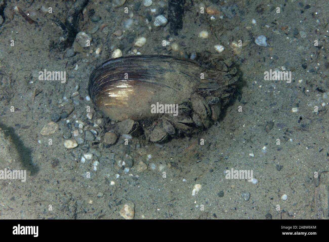 Freshwater shell from Soderica Lake, Croatia Stock Photo - Alamy