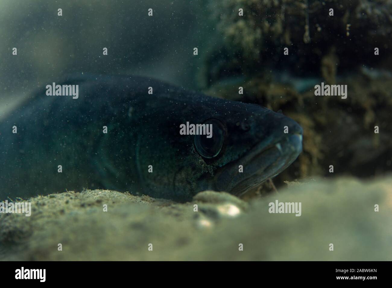 Underwater photo of the The common zingel (Zingel zingel) in Soderica ...