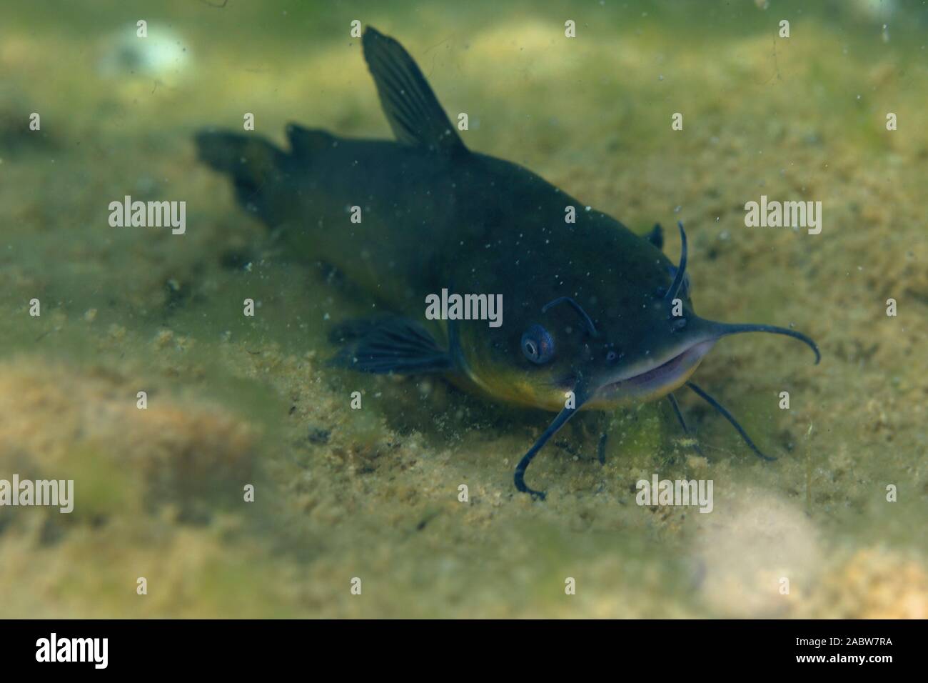 Ameiurus nebulosus hi-res stock photography and images - Alamy