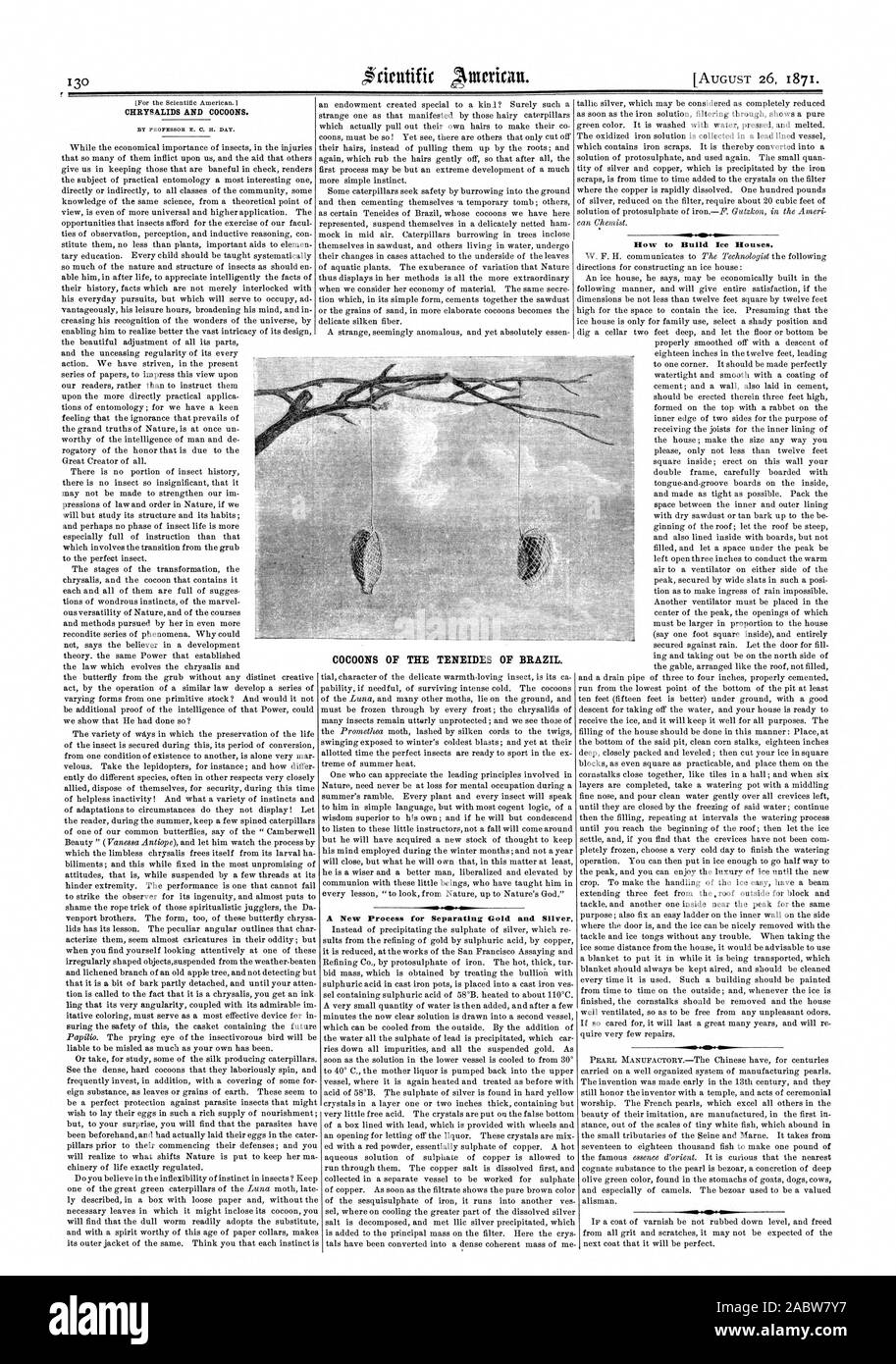 Separating cocoons Cut Out Stock Images & Pictures - Alamy