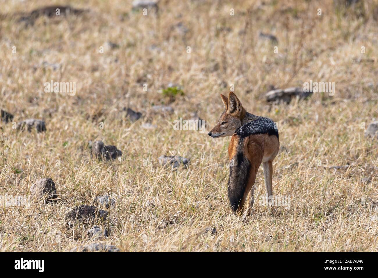 Jackal behavior hi-res stock photography and images - Alamy