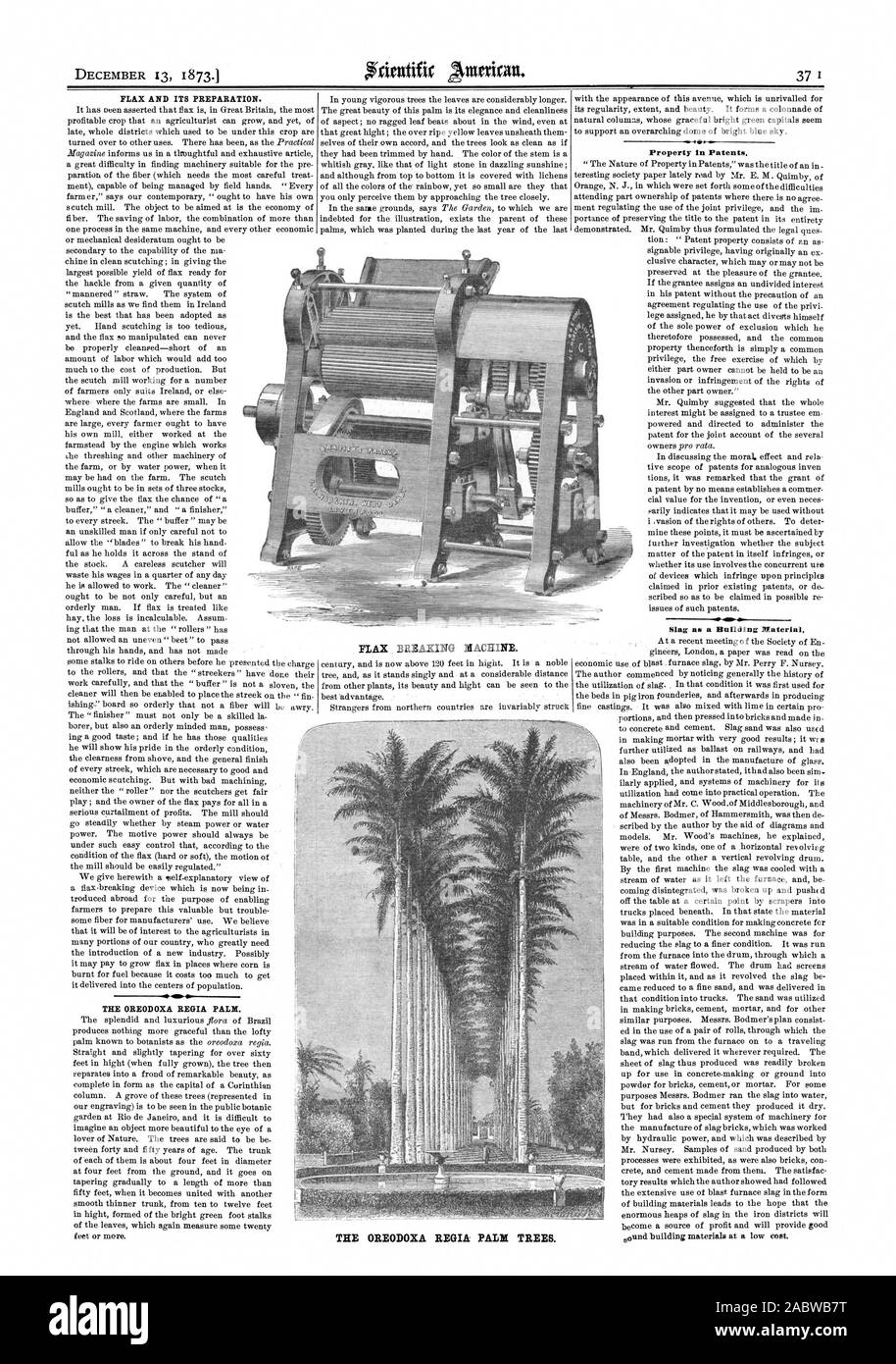 Oreodoxa regia palm trees hi-res stock photography and images - Alamy