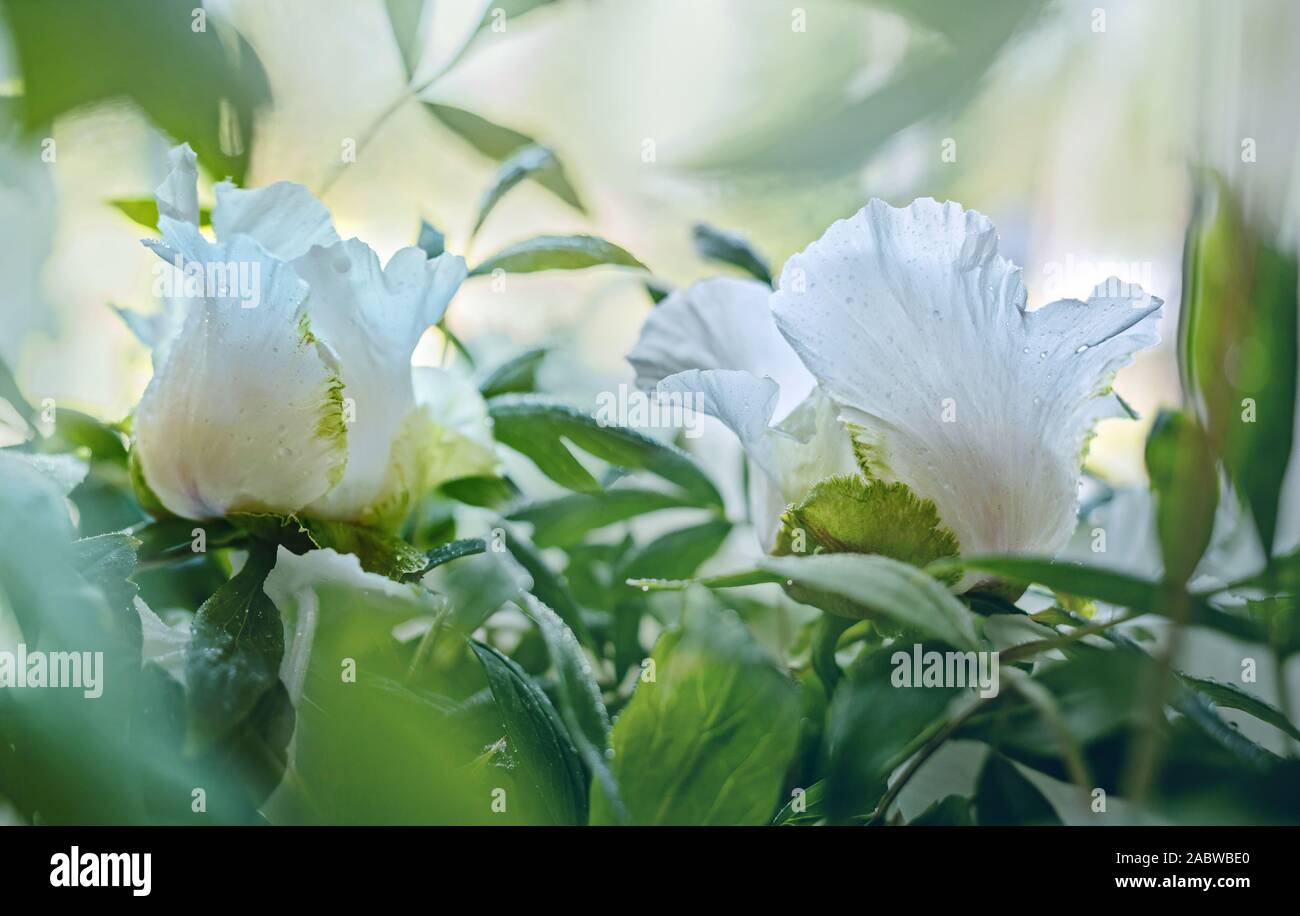White Tree Peony buds, Paeonia suffruticosa ‘Feng Dan’, White Phoenix ...