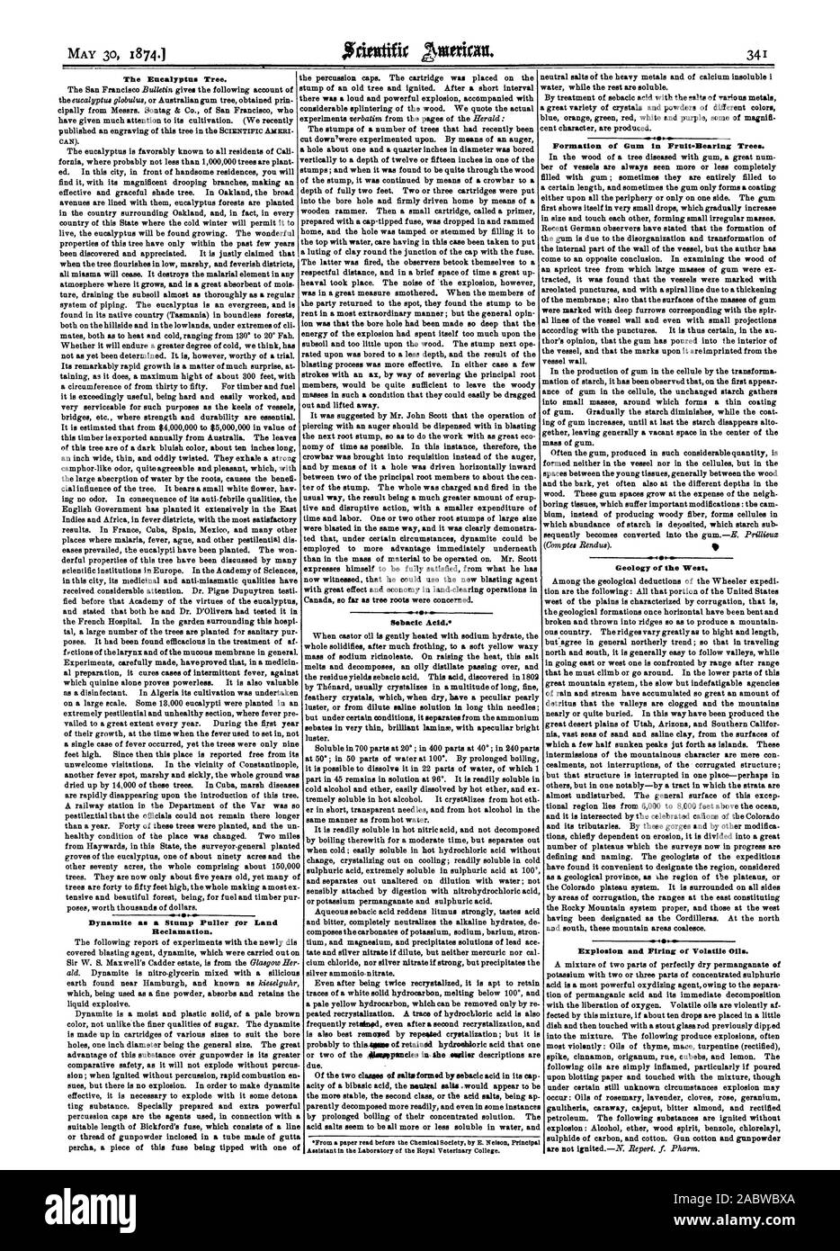 Eucalyptus tree stump Black and White Stock Photos & Images - Alamy