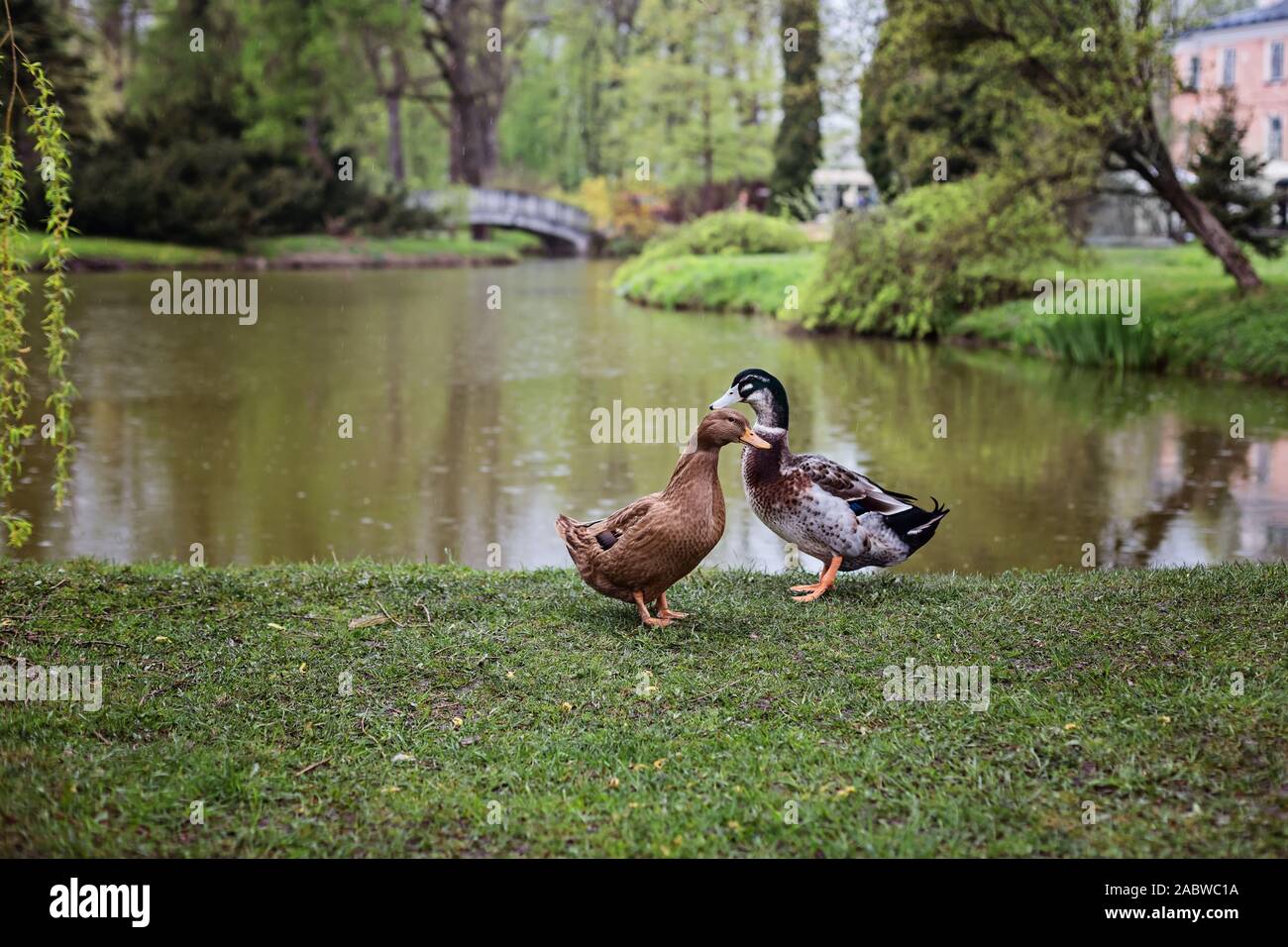 A pair of Mallard ducks standing face to face in the rain Stock Photo ...