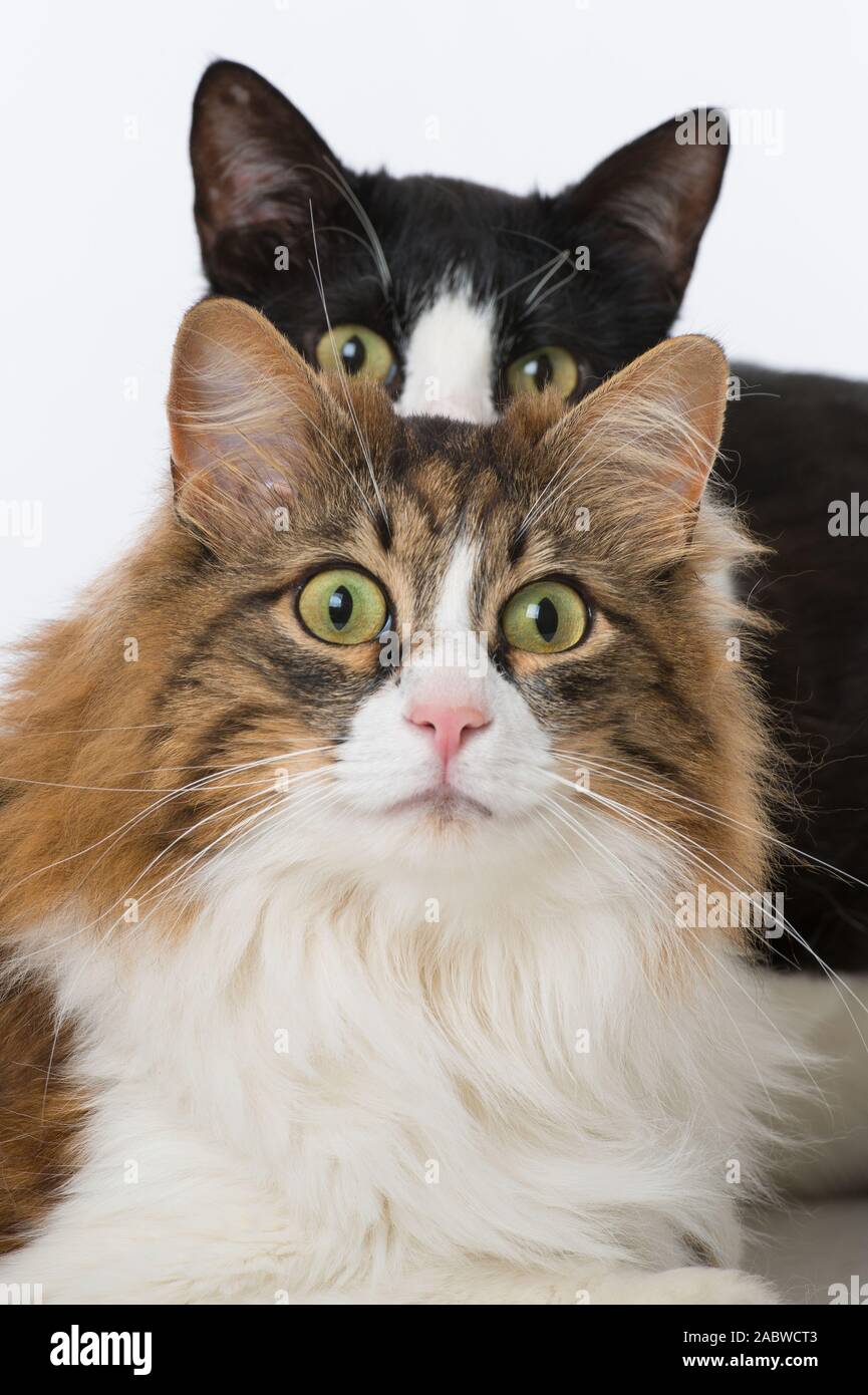 Domestic cats isolated hi-res stock photography and images - Alamy