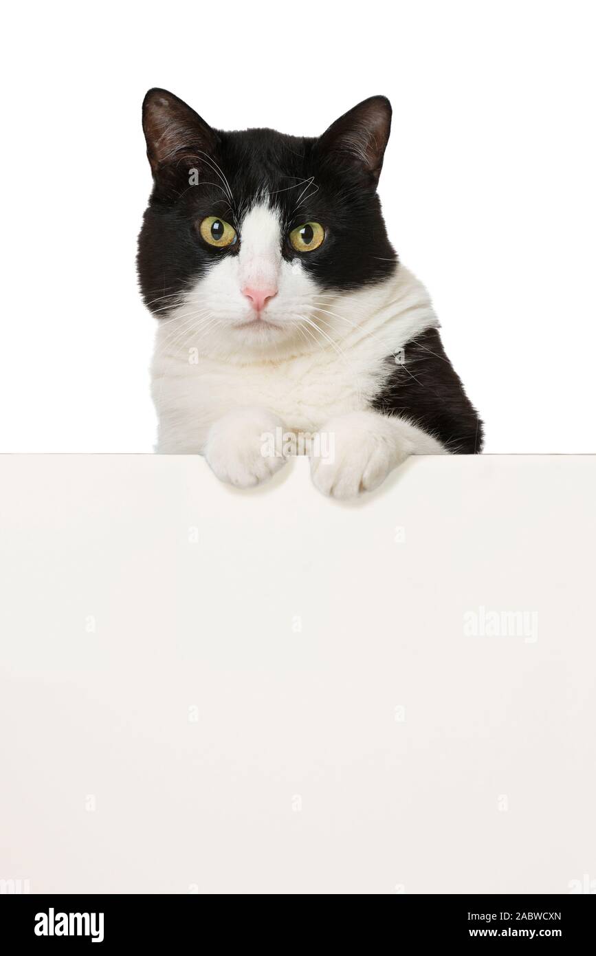 Adult domestic cat looking over a wall Stock Photo - Alamy