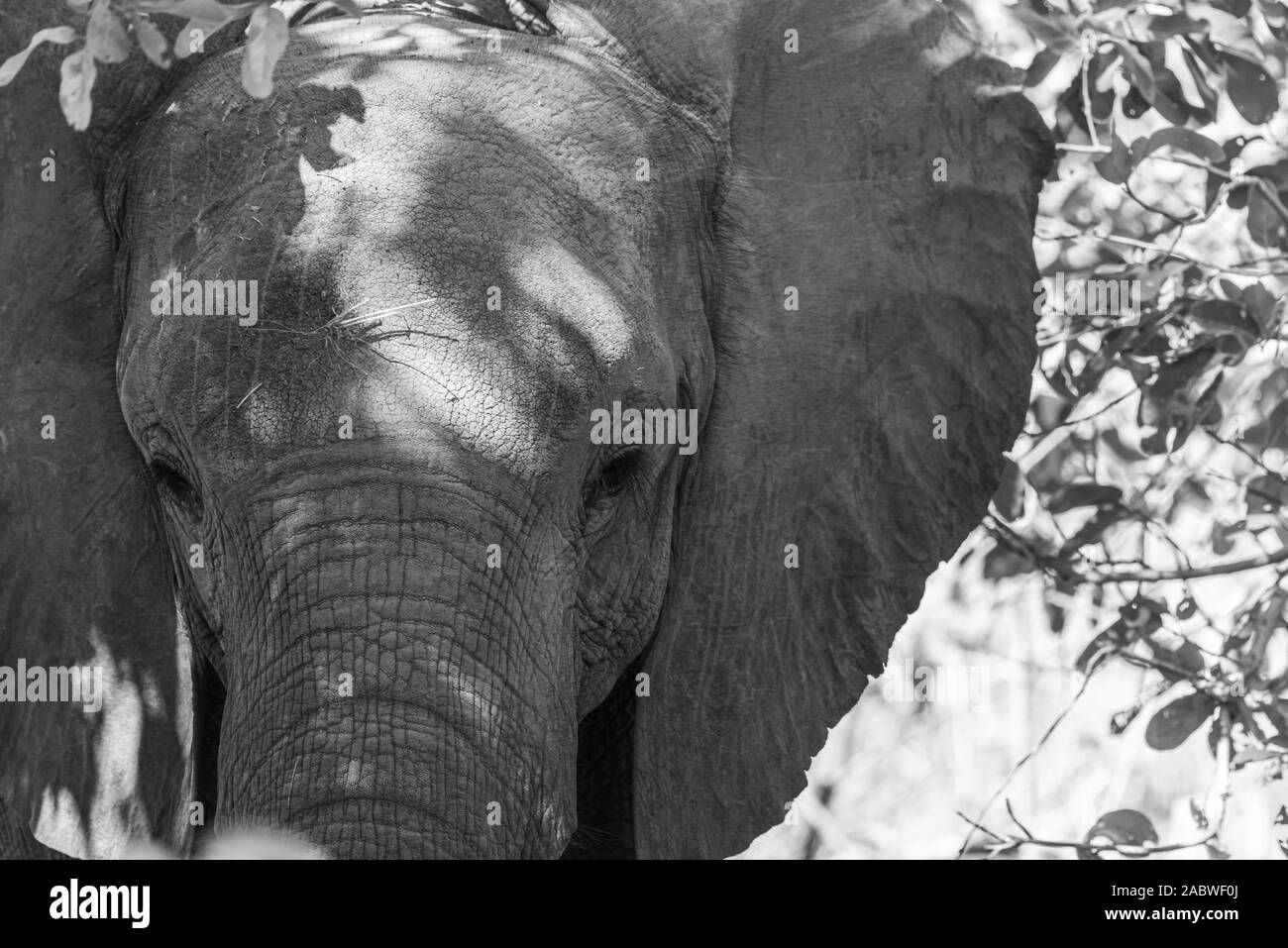 portrait of a big african elephant in the african savannah Stock Photo ...