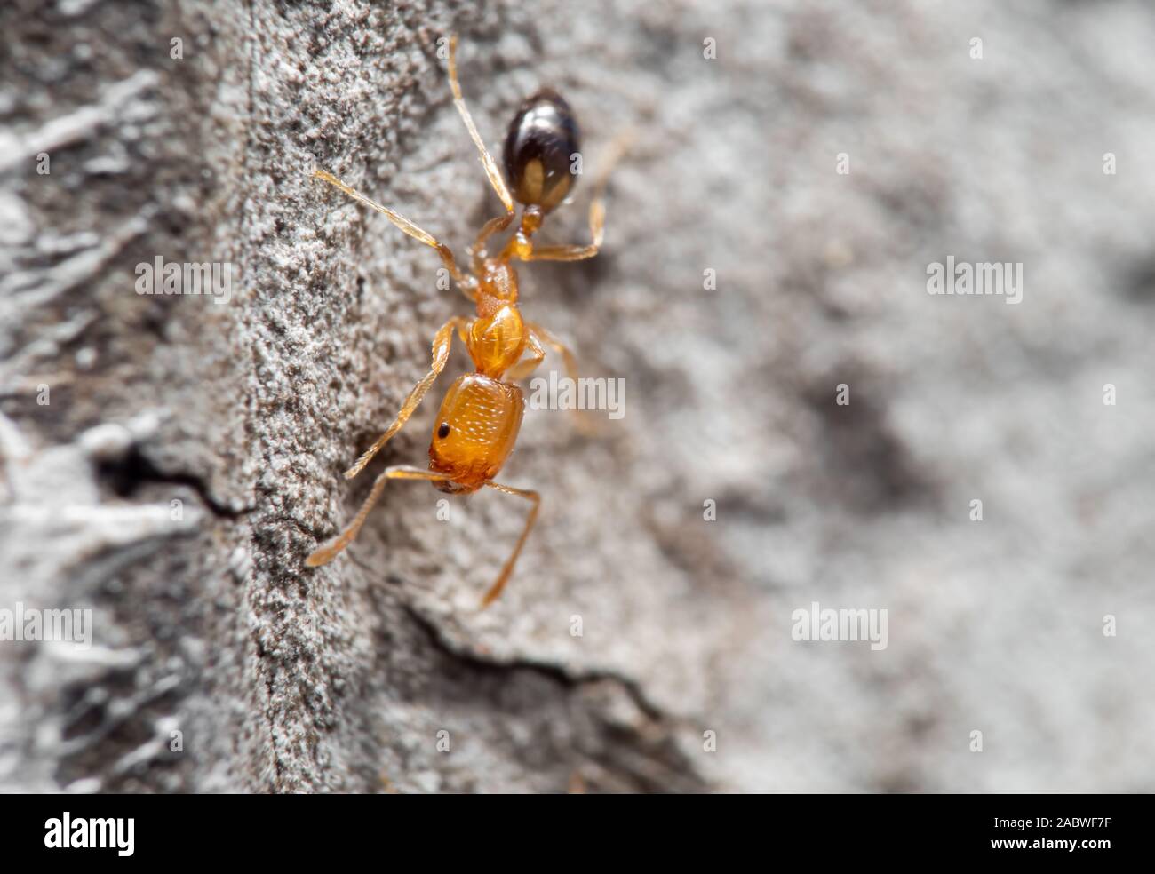 Macro Photography of Tiny Ant Running on The Wall Stock Photo - Alamy