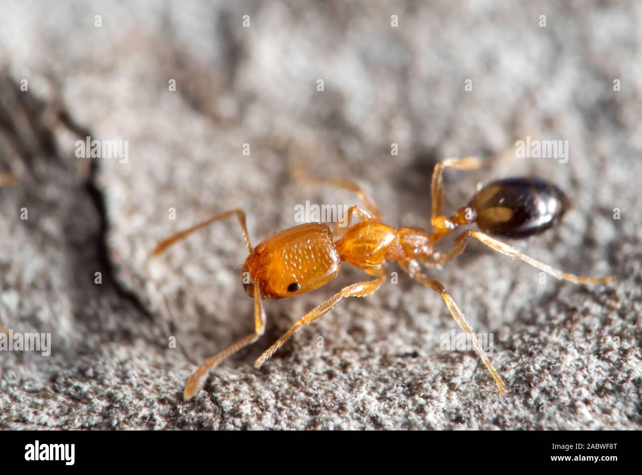 Macro Photography of Tiny Ant Running on The Wall Stock Photo - Alamy