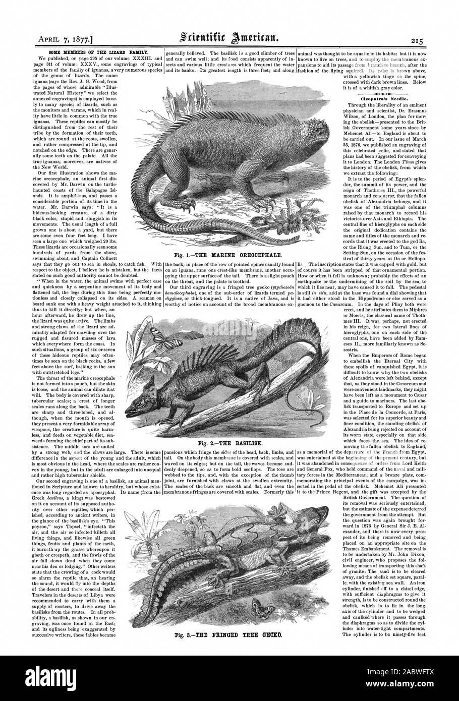 3 fringed tree gecko hi-res stock photography and images - Alamy