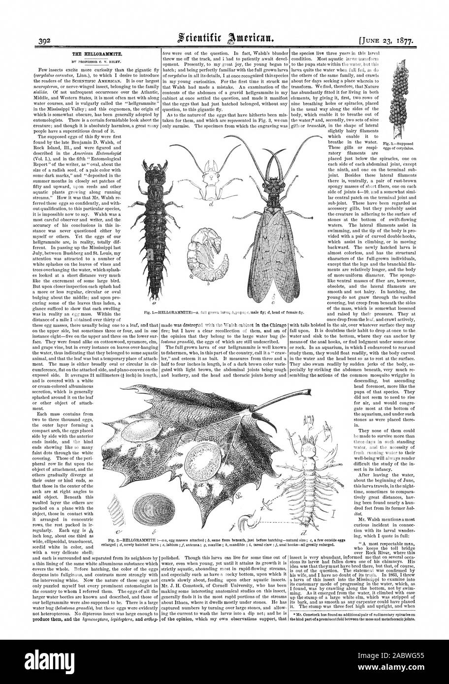 Hellgrammite Larvae House
