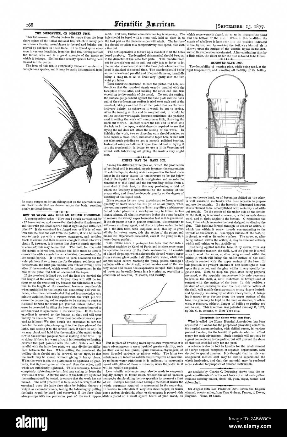 Cobbler fish hi-res stock photography and images - Alamy