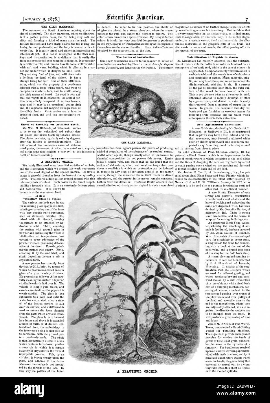 THE SILKY MARMOSET. Effect of Smoking on Artificial Teeth. A BEAUTIFUL ...