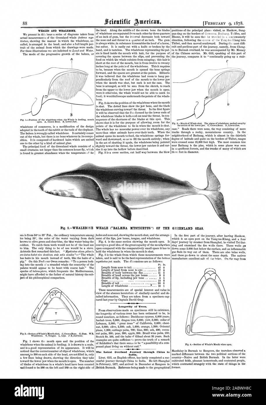 WHALES AND WHALEBONE. Fig. 5WHALEBONE WHALE ('BALIENA MYSTICETIIS ') OF ...
