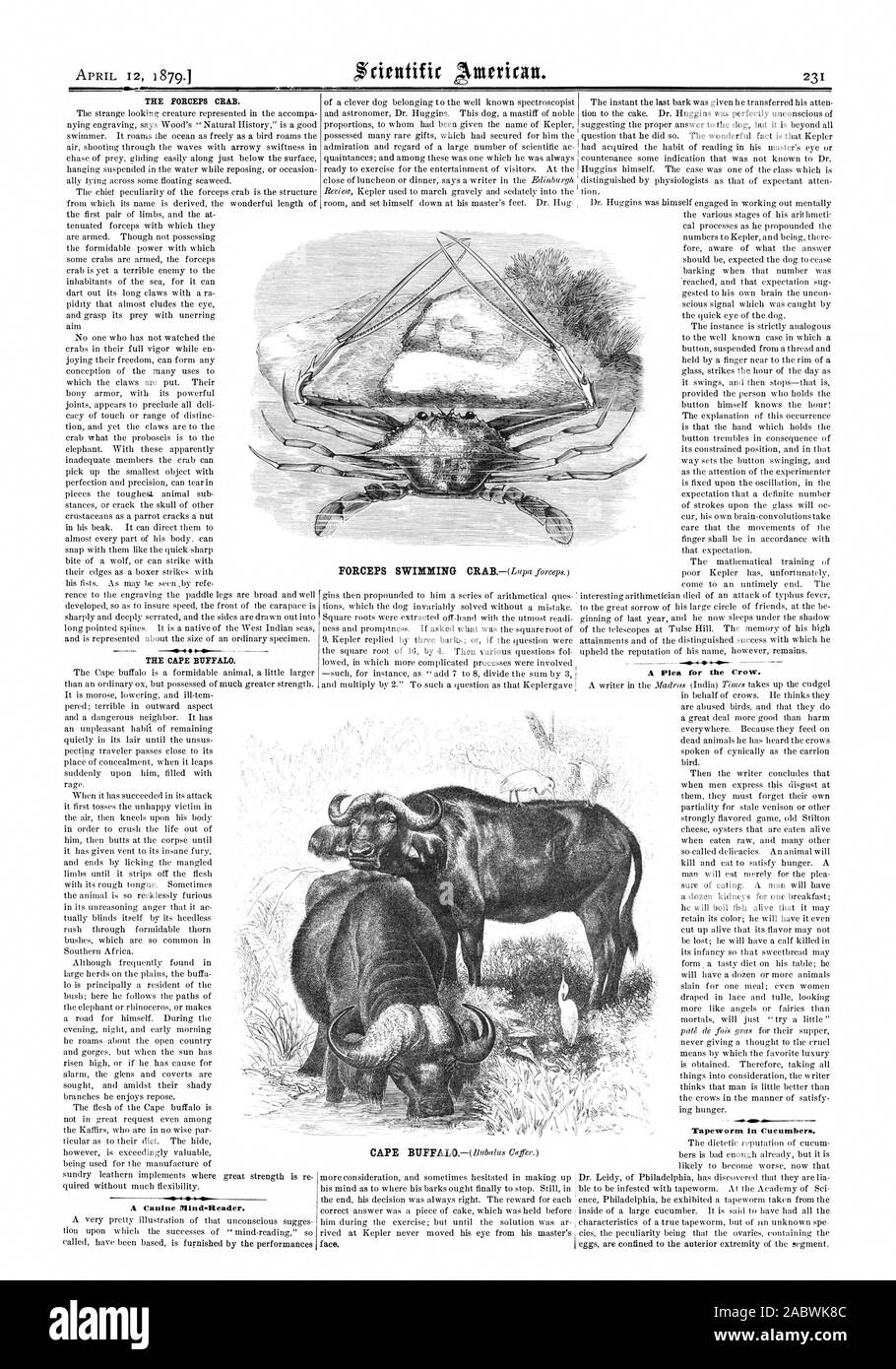 THE FORCEPS CRAB. THE CAPE BUFFALO. A Plea for the Crow. Tapeworm in ...