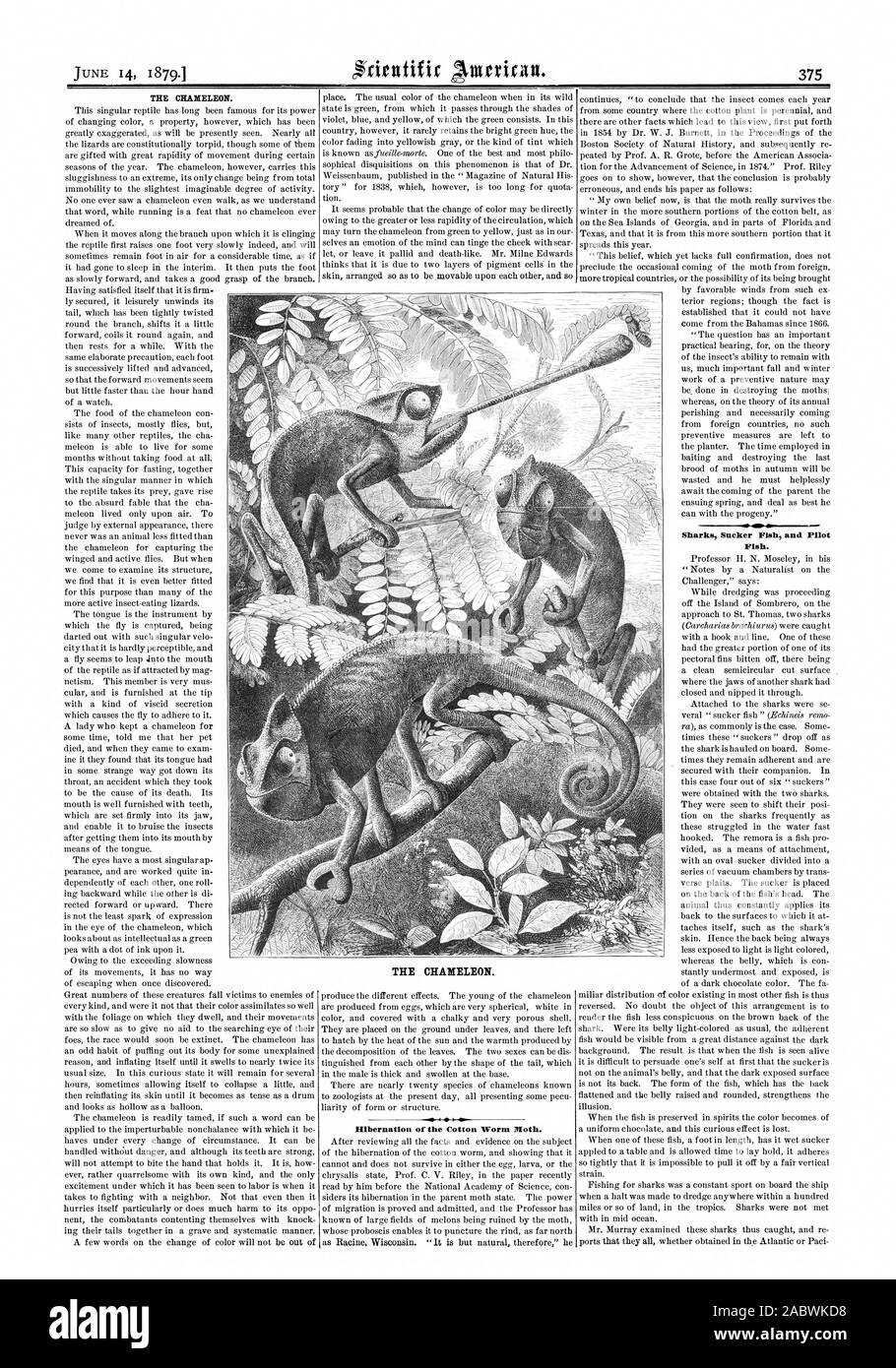 THE CHAMELEON. Hibernation of the Cotton Worm Sloth. Sharks Sucker Fish ...