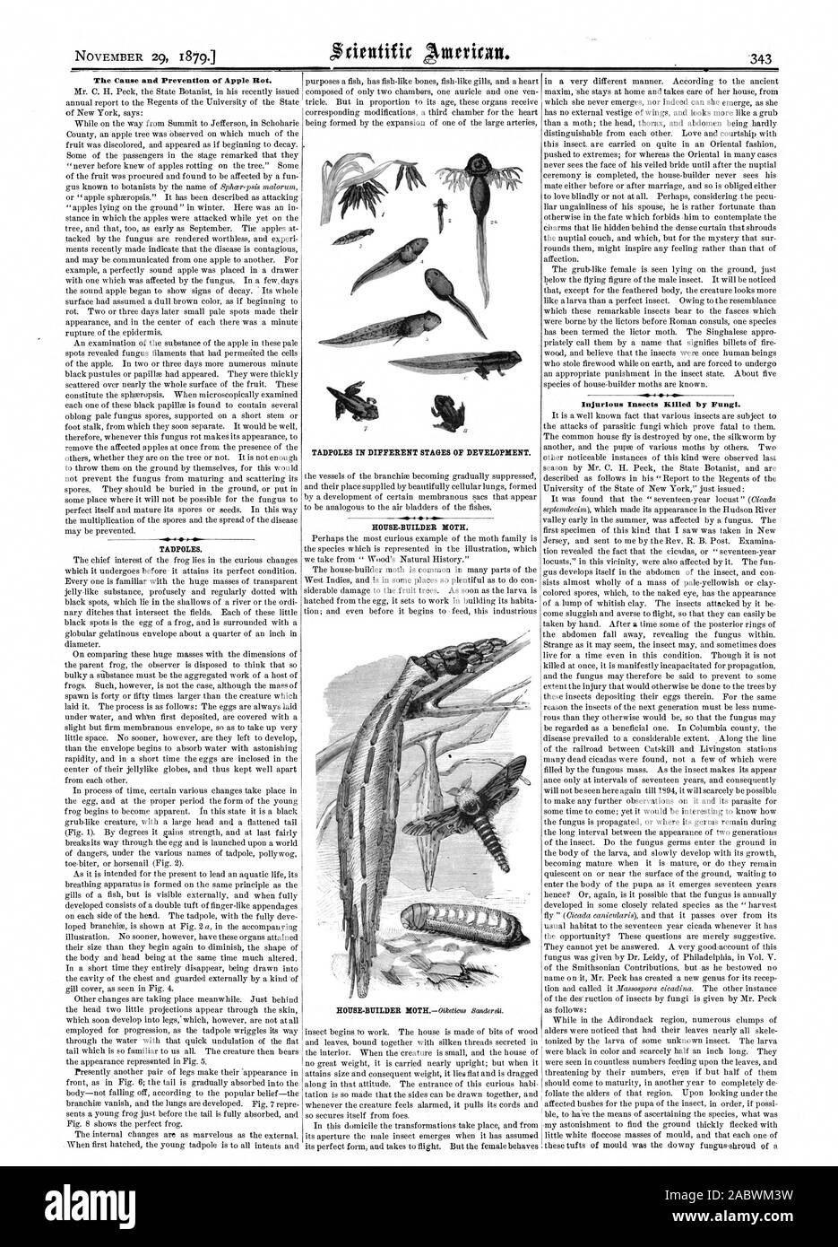 Injurious Insects Killed by Fungi. The Cause and Prevention of Apple ...