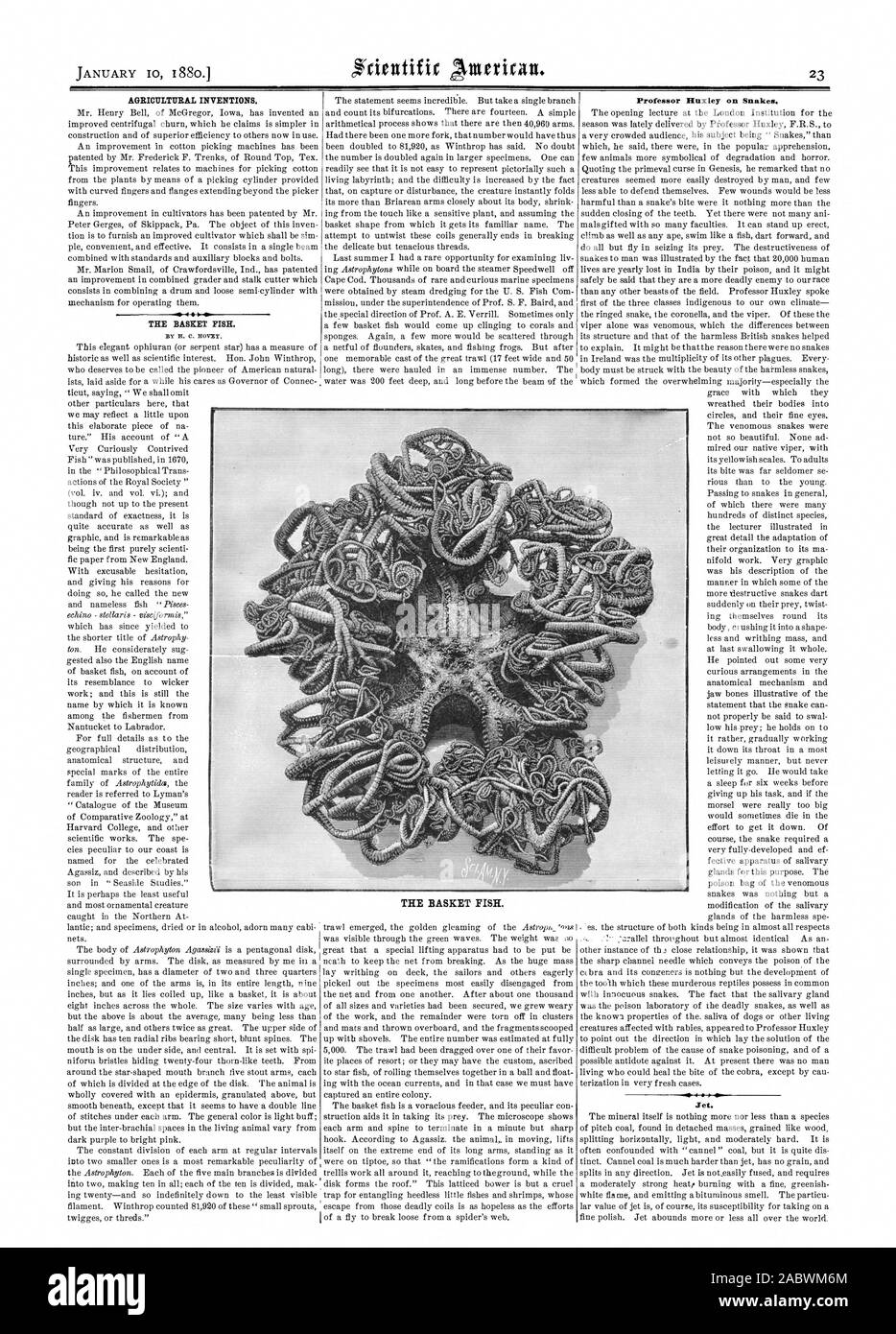 AGRICULTURAL INVENTIONS. 1 irr THE BASKET FISH. BY H. C. HOVEL ...