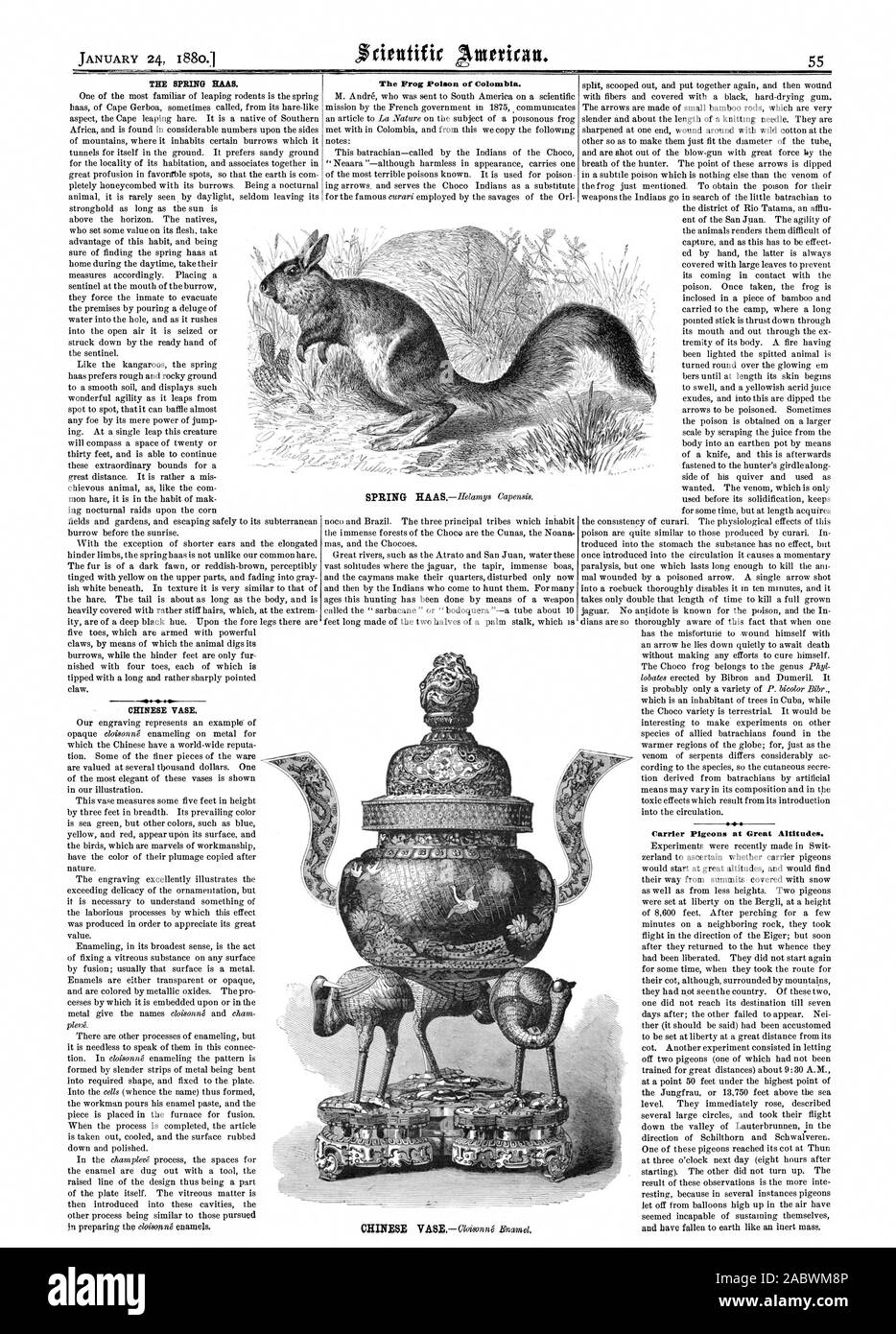 THE SPRING HAAS. CHINESE VASE. The Frog Poison of Colombia. Carrier ...