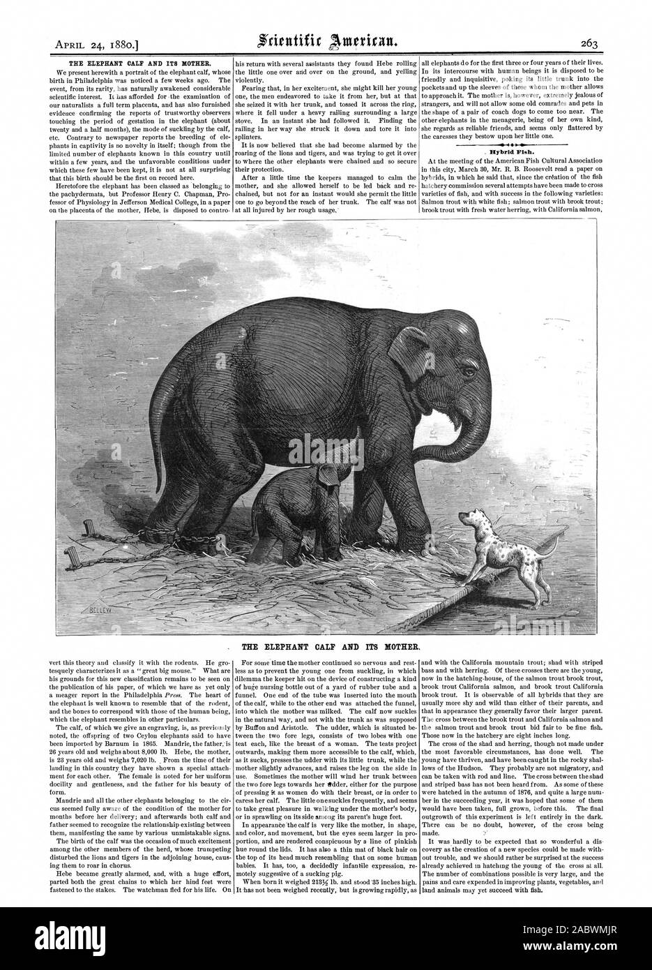 Hybrid Fish. THE ELEPHANT CALE AND ITS MOTHER., scientific american ...