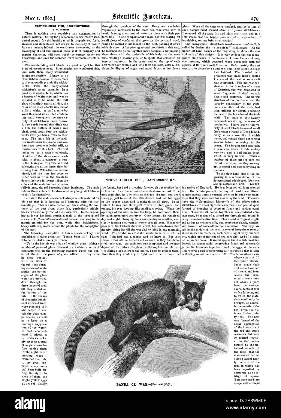 Nest building fish gasterosteide hi-res stock photography and images ...