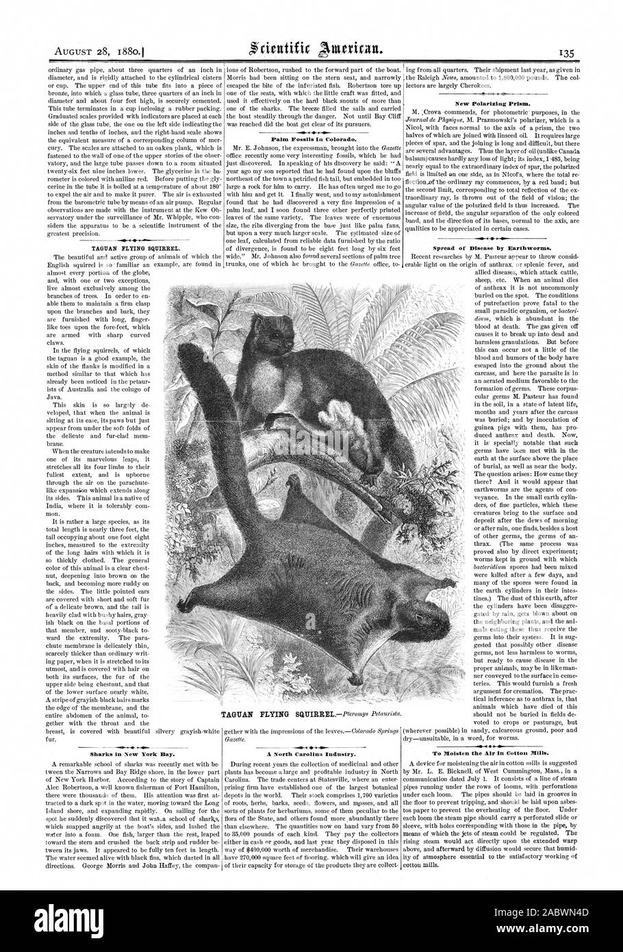TAGUAN FLYING SQUIRREL. Sharks in New York Bay. Palm Fossils ill ...