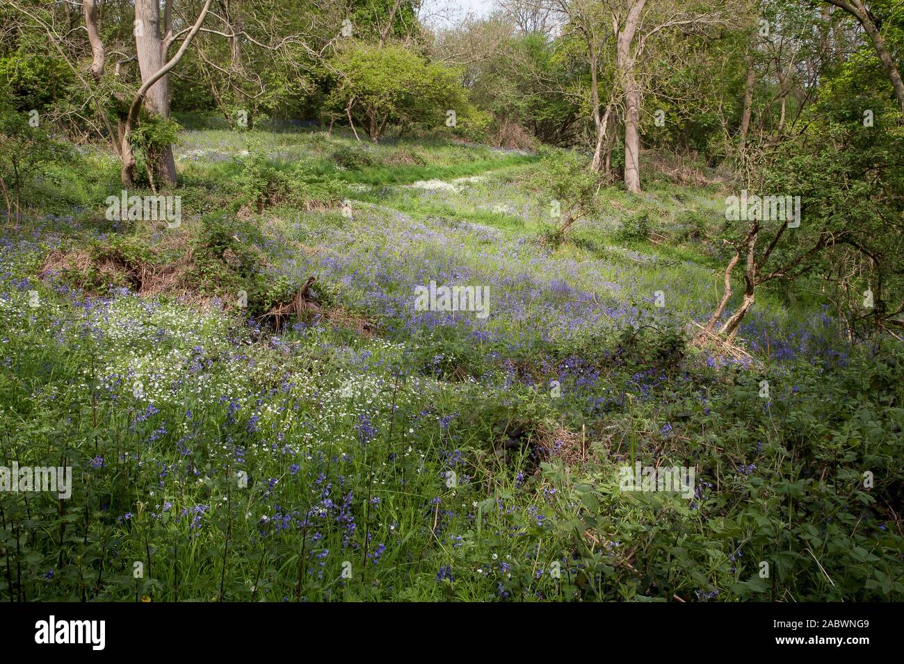 Signs of Spring Stock Photo - Alamy