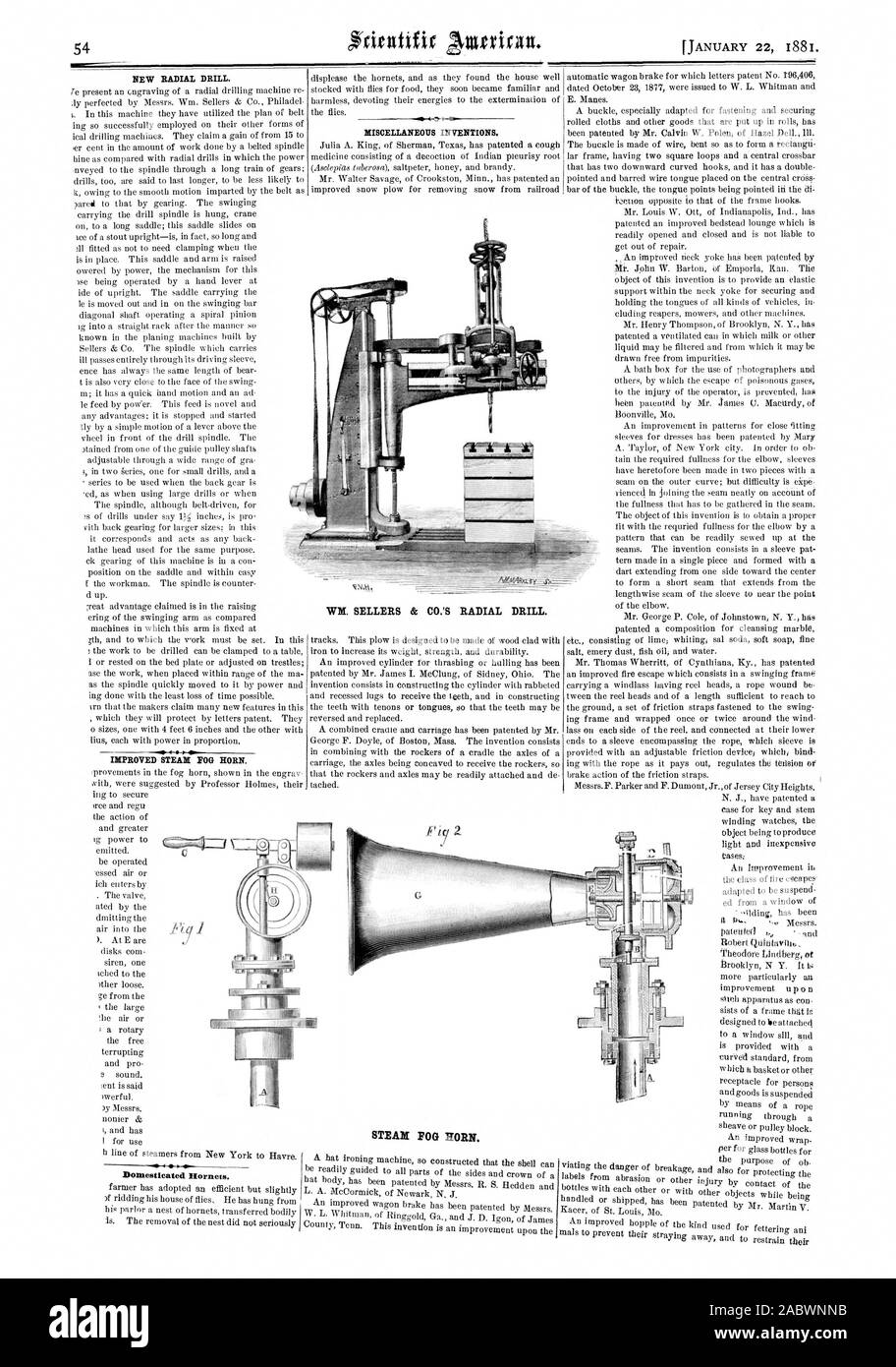 Domesticated hornets hi-res stock photography and images - Alamy