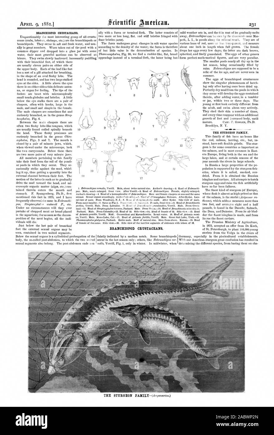 BRANCHIOPOD CRUSTACEANS. THE STURGEON FAMILY. BRANCHIOPOD CRUSTACEANS ...