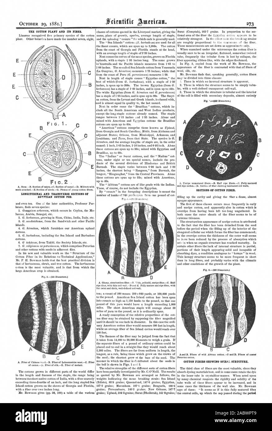 Longitudinal and transverse sections hi-res stock photography and ...