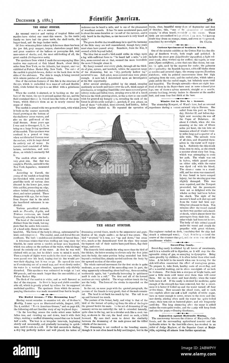 THE GREAT SUNFISH. BY A. W. ROBERTS. Curious Specimens of Southern ...