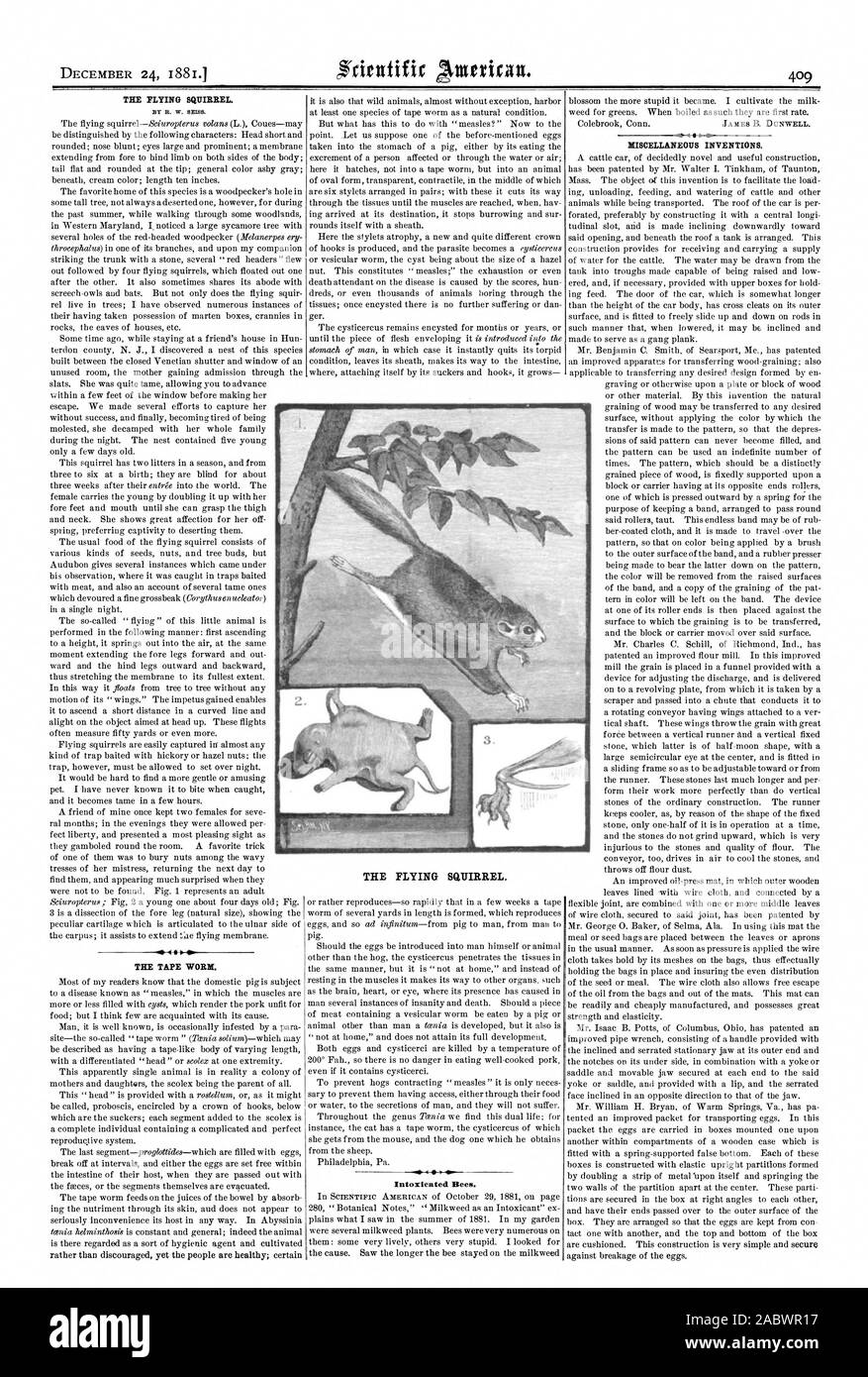 Plying squirrel hi-res stock photography and images - Alamy