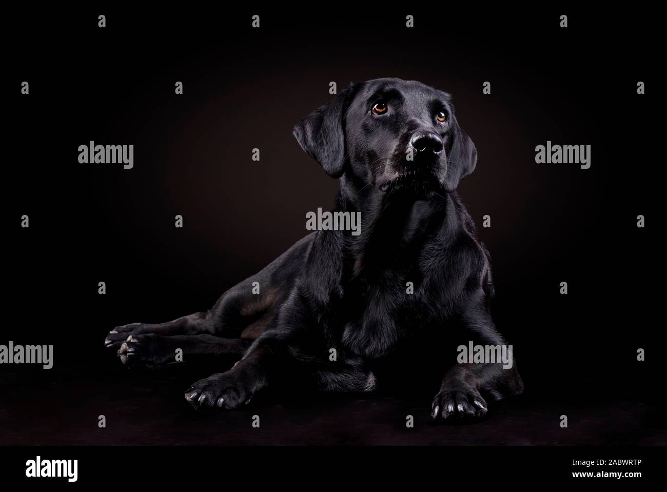 Black lab sitting forward hi-res stock photography and images - Alamy