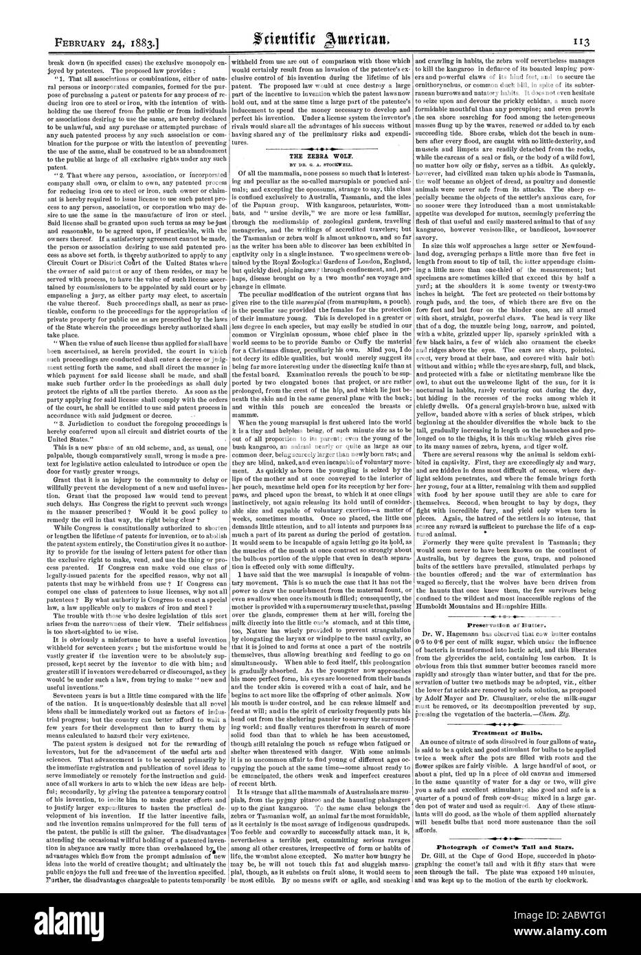 THE ZEBRA WOLF. Preservation of Butter. Treatment of Bulbs. Photograph ...