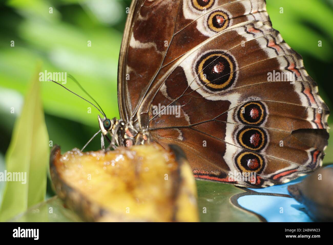 Caligo eurilochus brasiliensis hi-res stock photography and images - Alamy