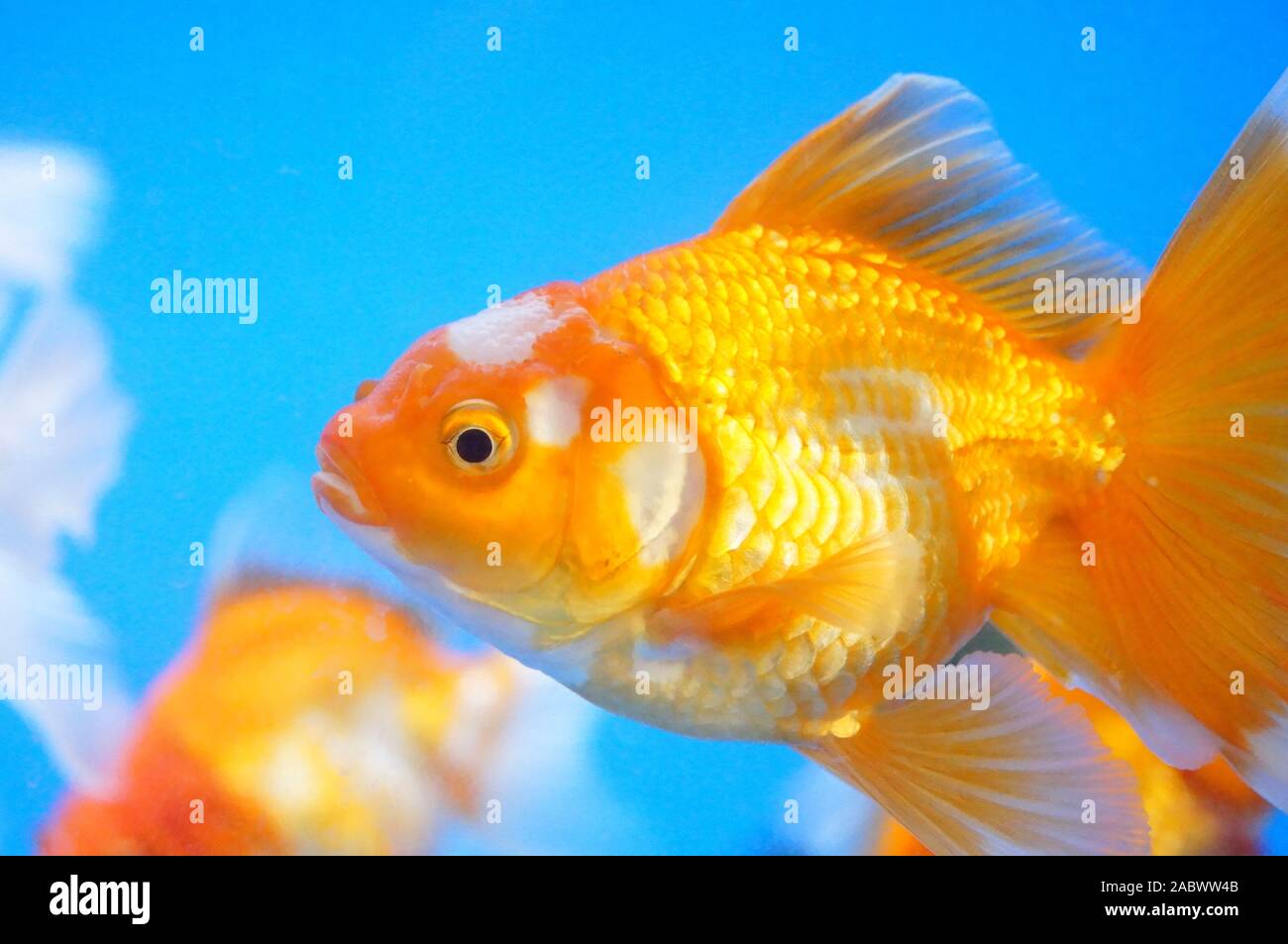 Upmbclibrary Fun Facts About Goldfish