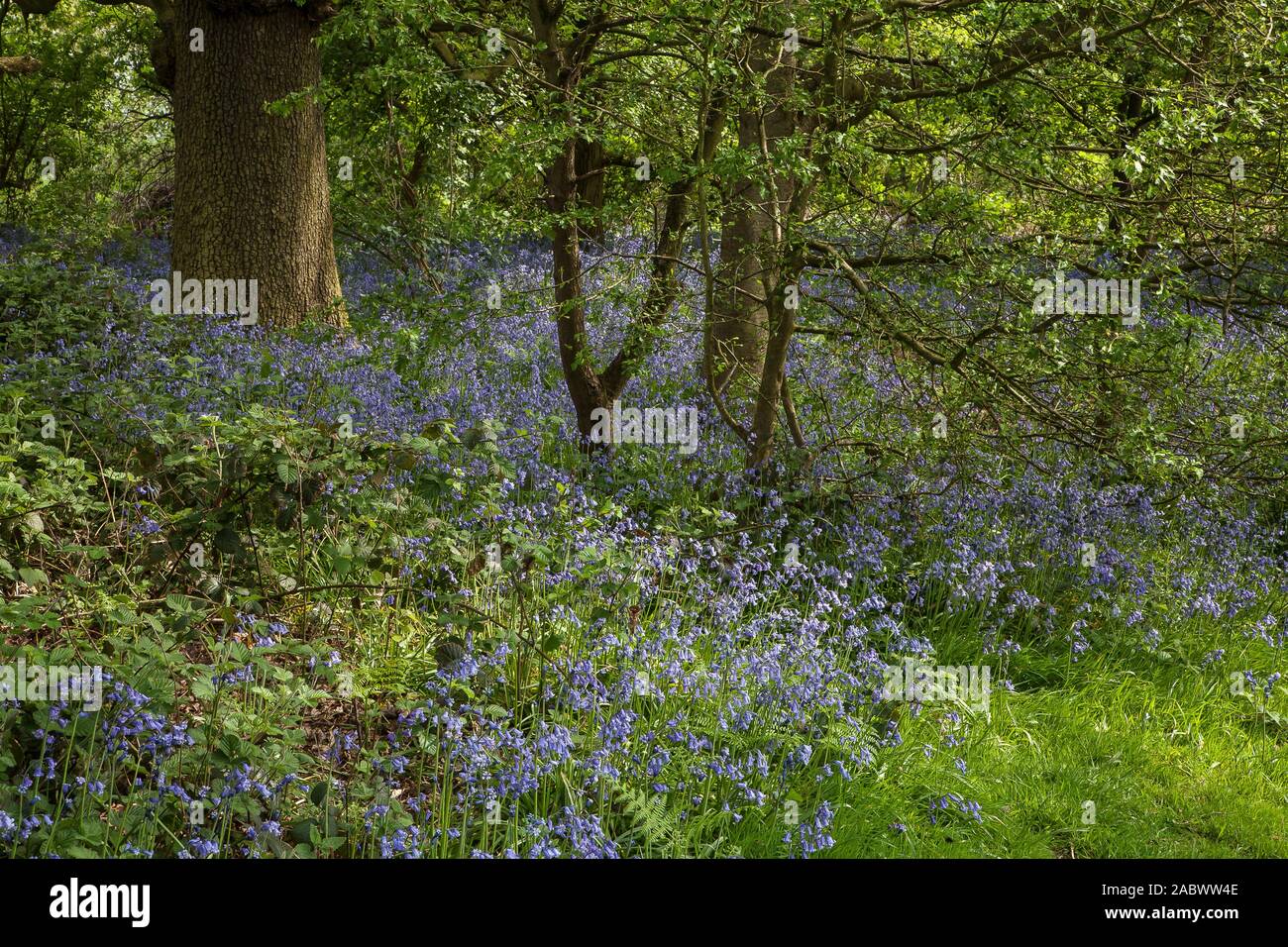 Signs of Spring Stock Photo - Alamy