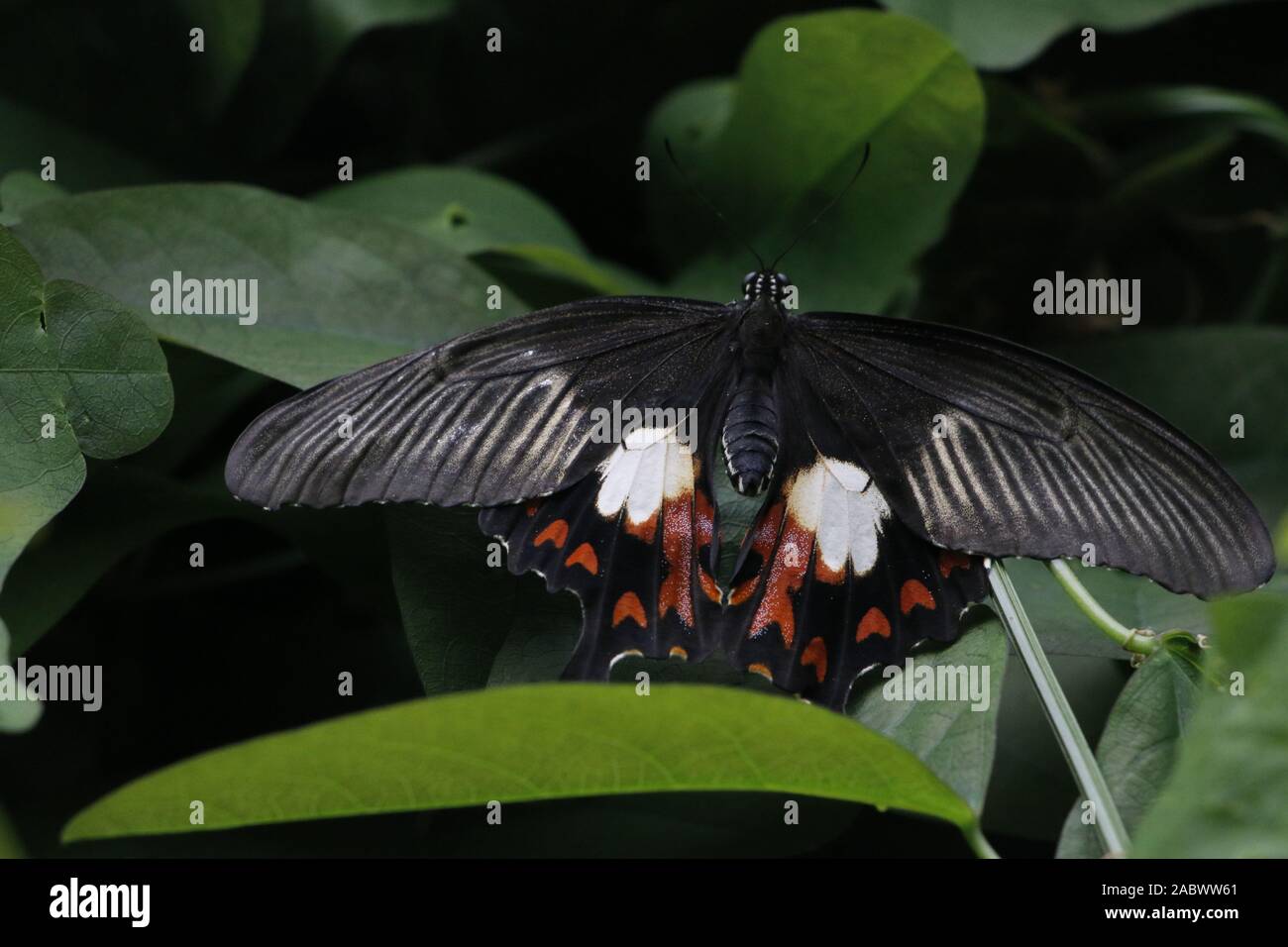Papilio rumanzovia or scarlet Mormon, red Mormon butterfly Stock Photo ...