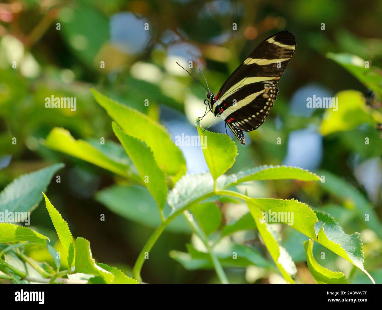 Zebra longwing butterfly, a black and white striped butterfly Stock ...