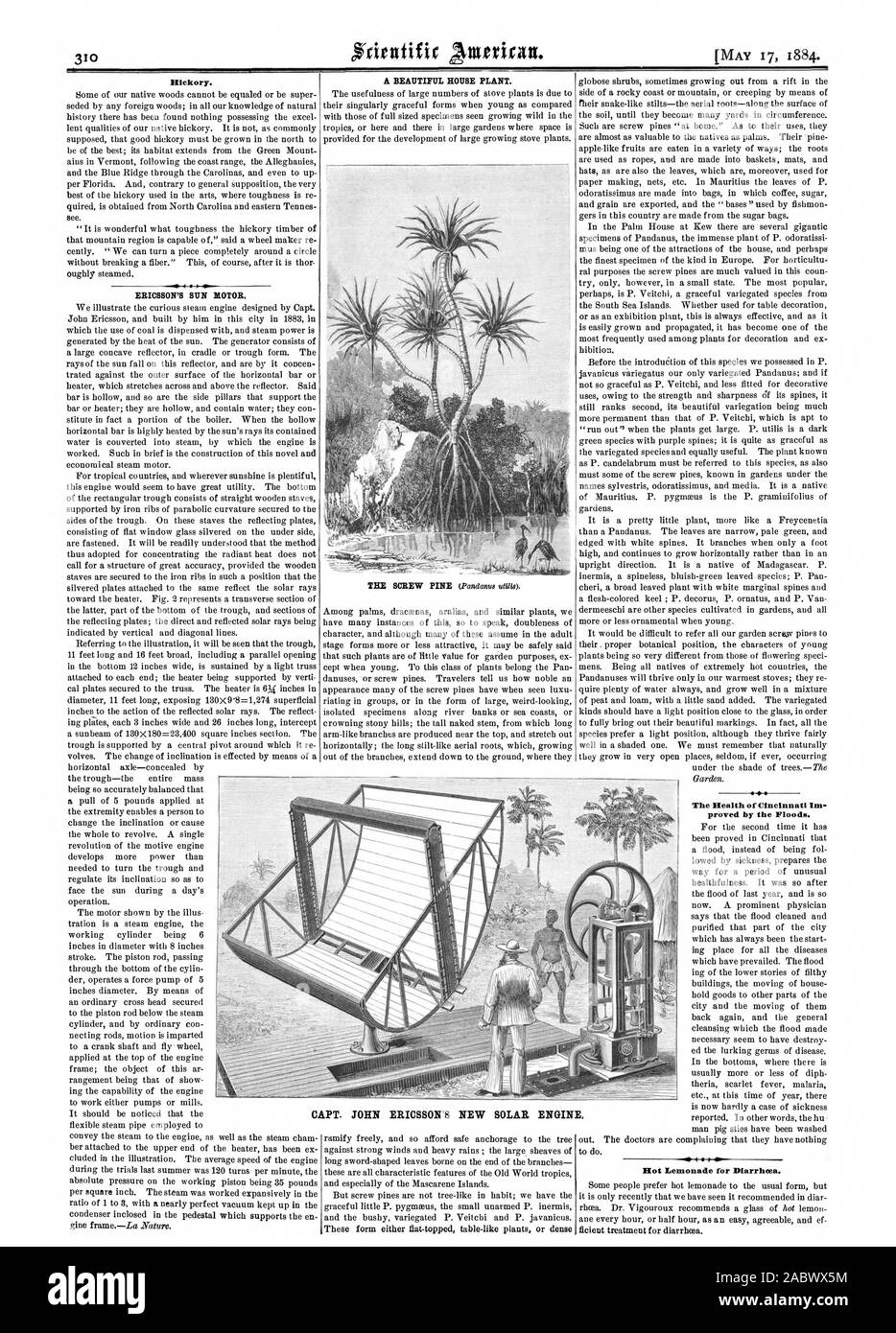 Beautiful rouse plant hi-res stock photography and images - Alamy