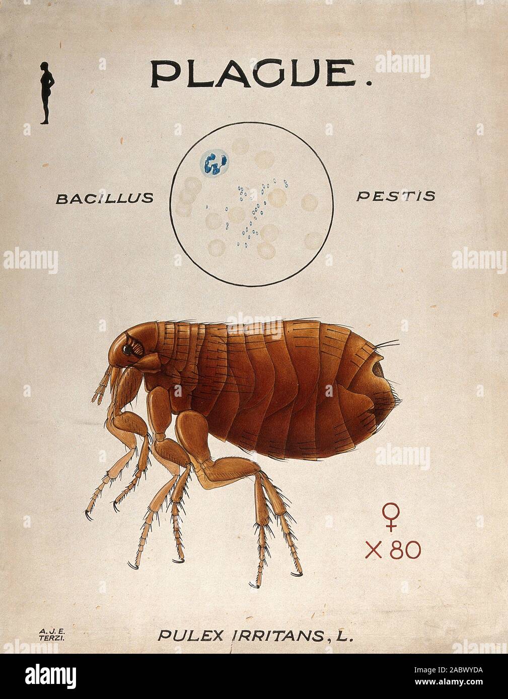 Plague vector hi-res stock photography and images - Alamy