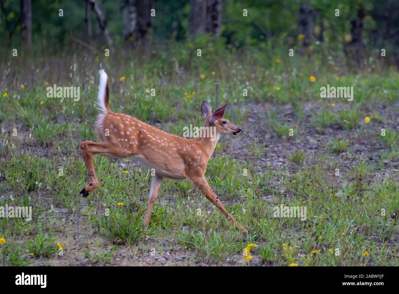 White-tailed deer fawn running in the grass in the early summer meadow ...