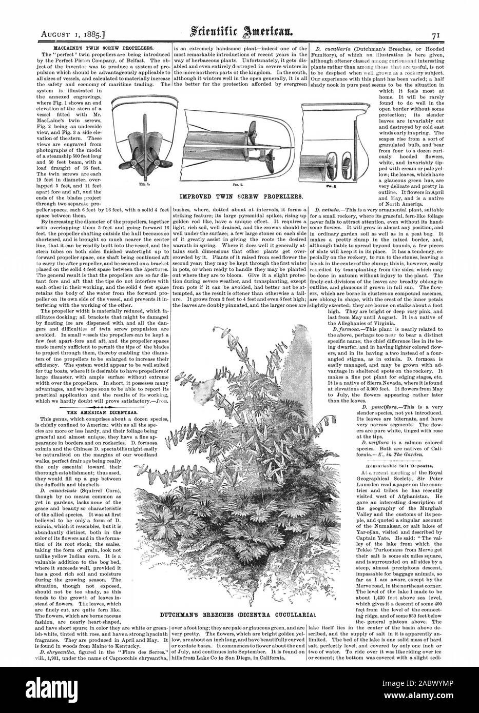 MACLAINE'S TWIN SCREW PROPELLERS. THE AMERICAN DICENTRAS. '1.5. me. Fin ...