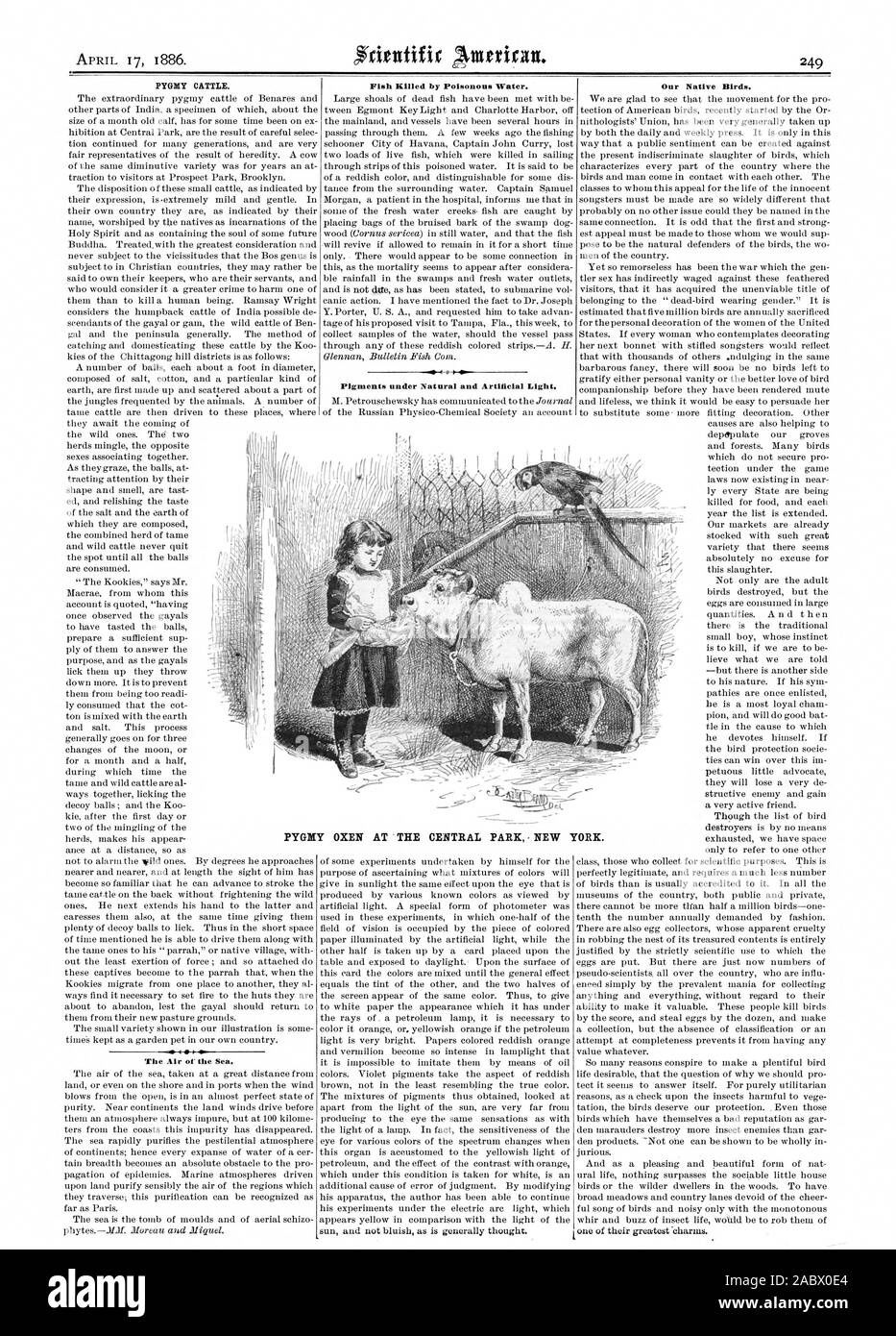 PYGMY CATTLE. The Air of the Sea. Fish Killed by Poisonous Water. Our ...