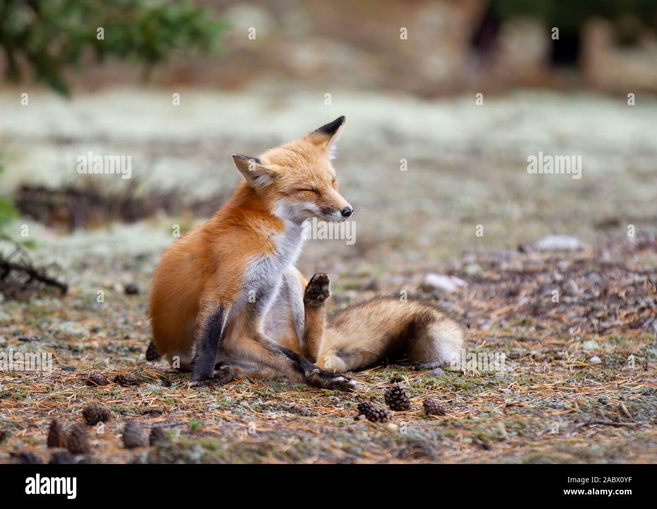 Scratch and park hi-res stock photography and images - Alamy
